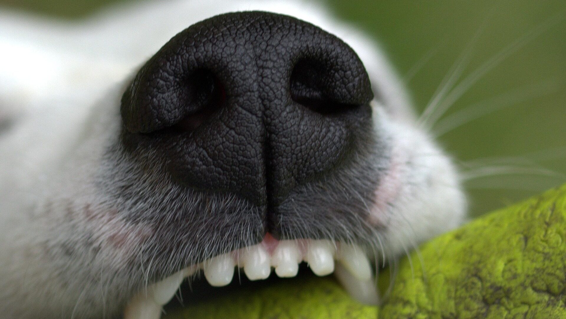 How Many Teeth do Dogs have? Puppy vs Adult Dog Guide | Tooth Remedy